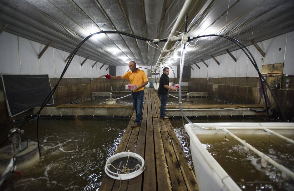 Ontario’s First Shrimp Farm - toronto-name.com