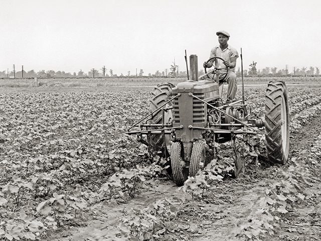 The Vegetable Business of the Chong Family in Toronto - toronto-name.com